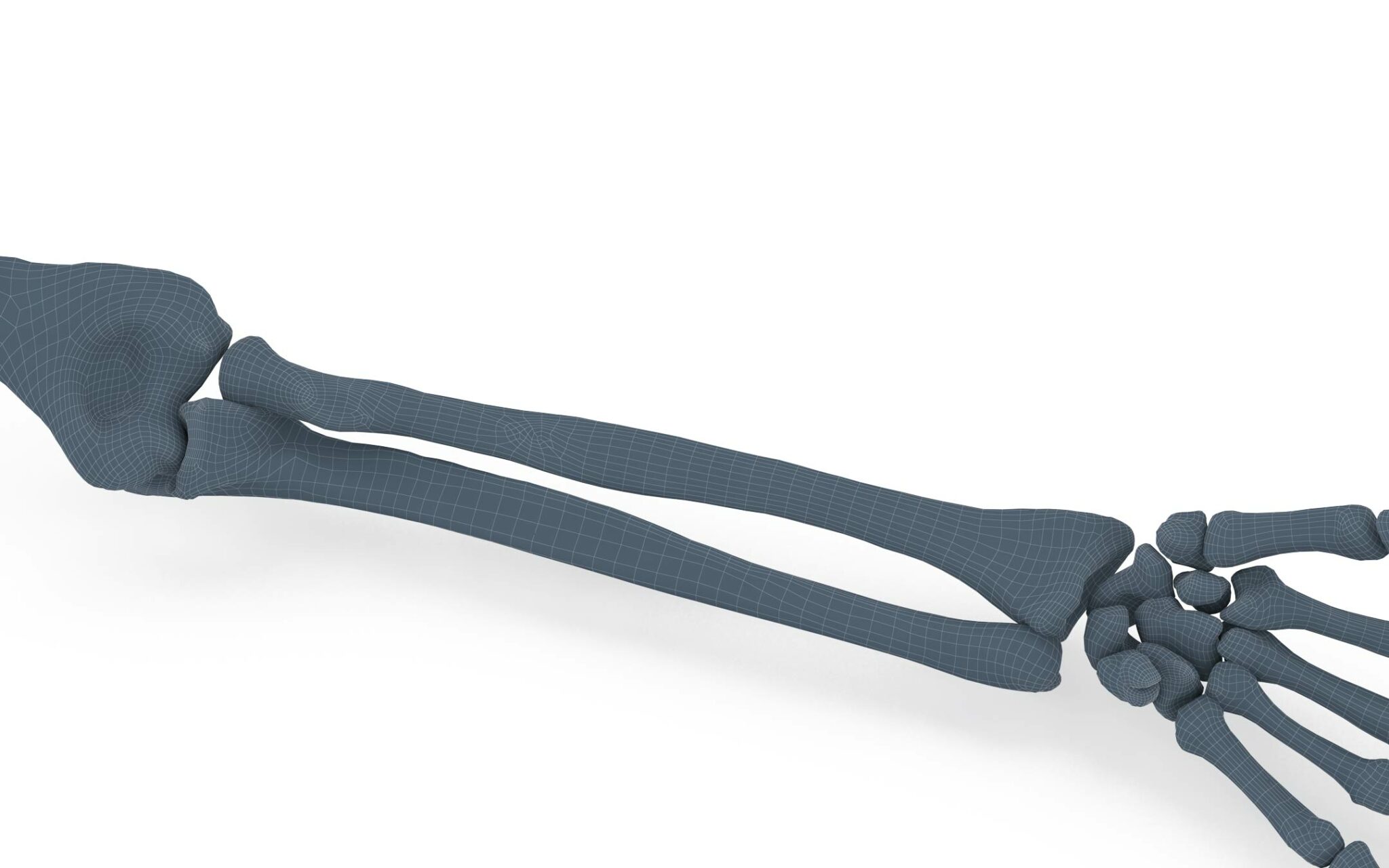 Human arm bones 3D Model - by Renderbot LLC