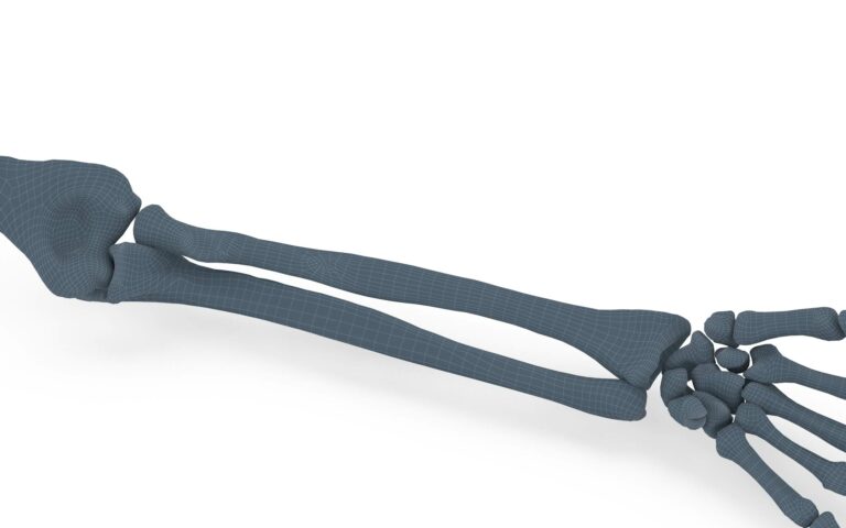 Human arm bones 3D Model - by Renderbot LLC