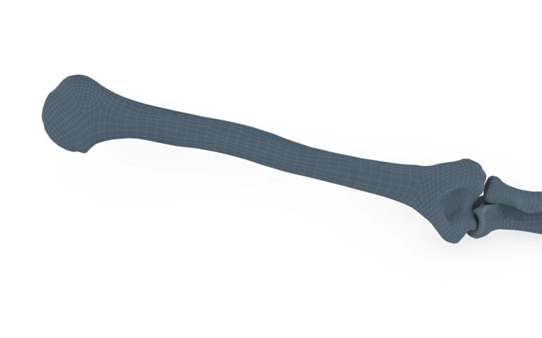 Human arm bones 3D Model - by Renderbot LLC