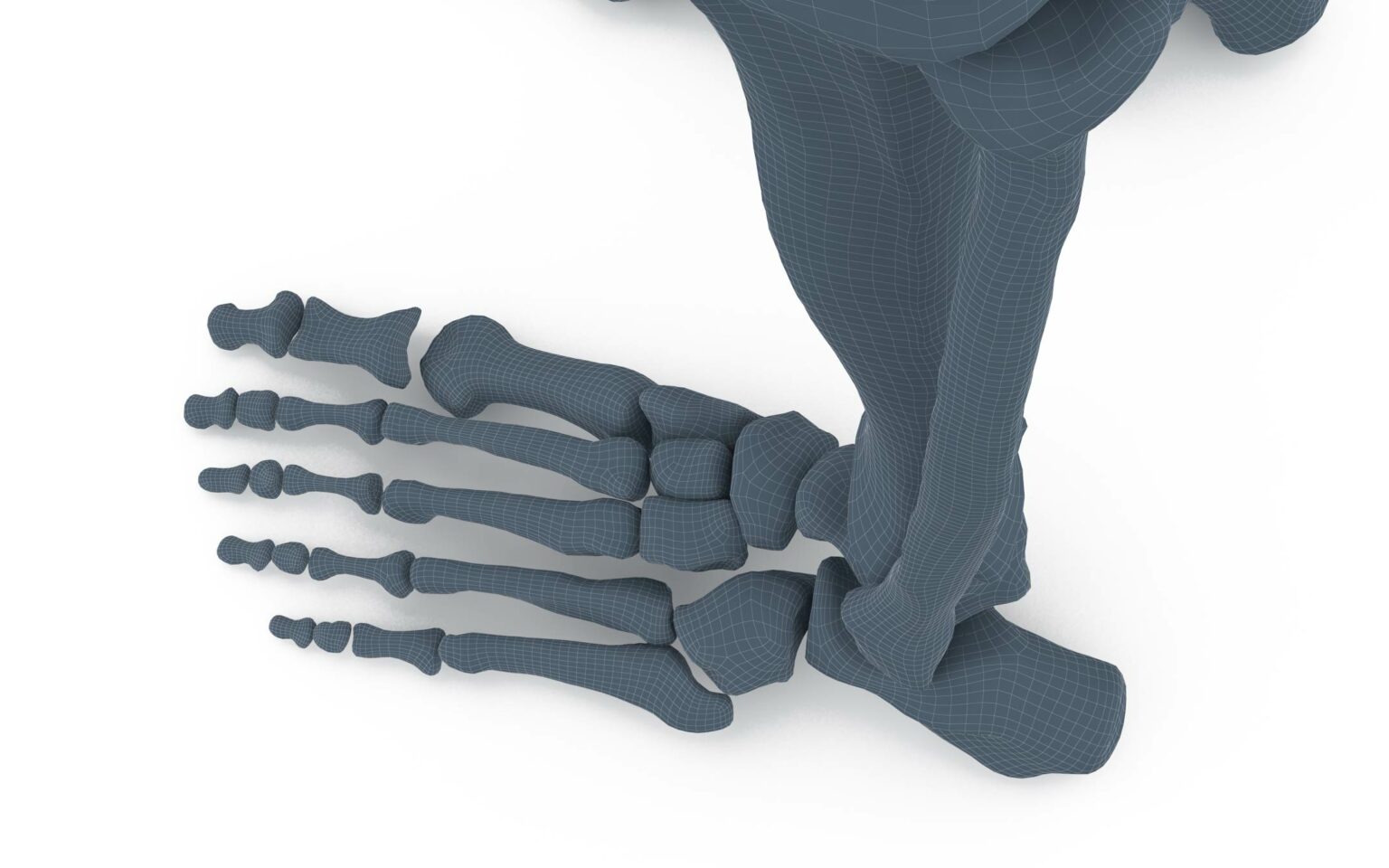 Human leg bones 3D Model - by Renderbot LLC