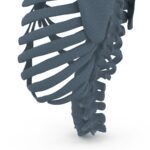 Human spine bones 3D Model - by Renderbot LLC