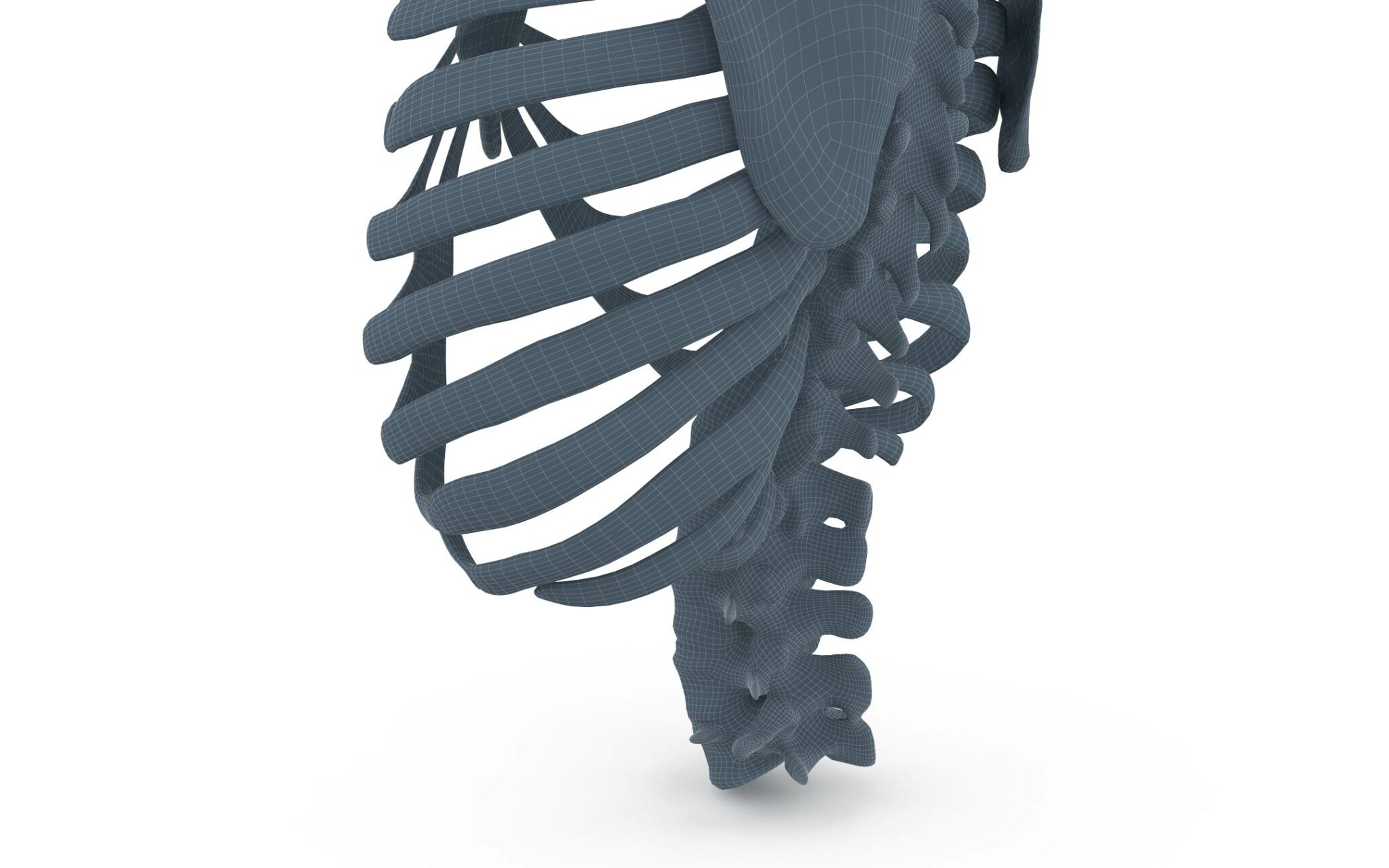 Human spine bones 3D Model - by Renderbot LLC