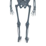 Skeletal system 3D Model - by Renderbot LLC