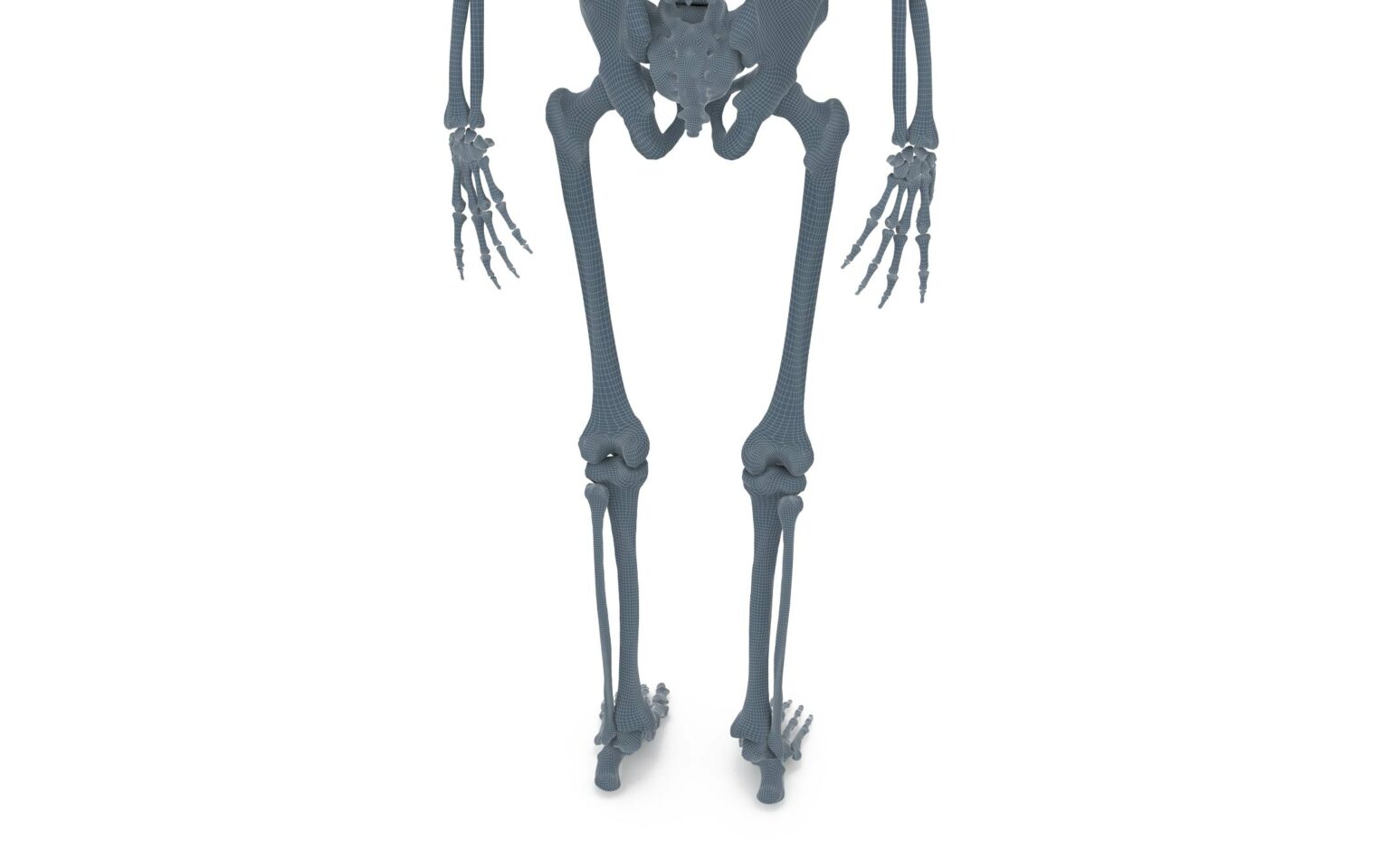 Skeletal system 3D Model - by Renderbot LLC