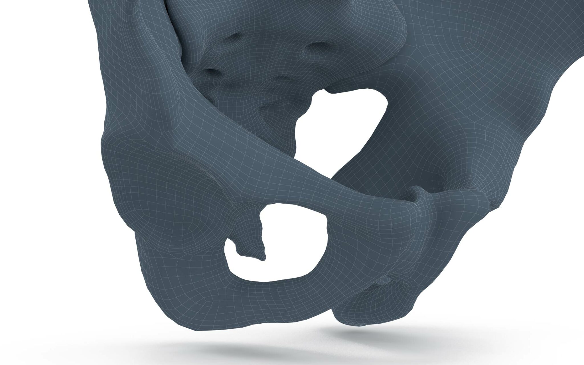 Human hip bones 3D Model - by Renderbot LLC