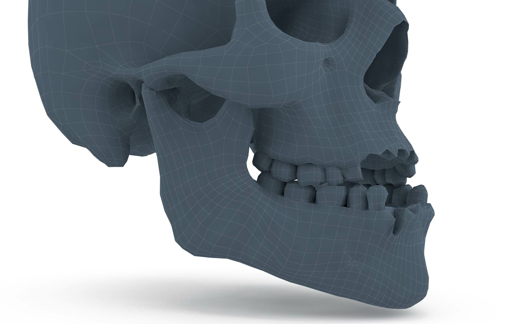 Human skull 3D Model - by Renderbot LLC