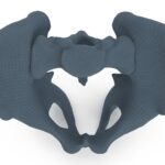 Human hip bones 3D Model - by Renderbot LLC