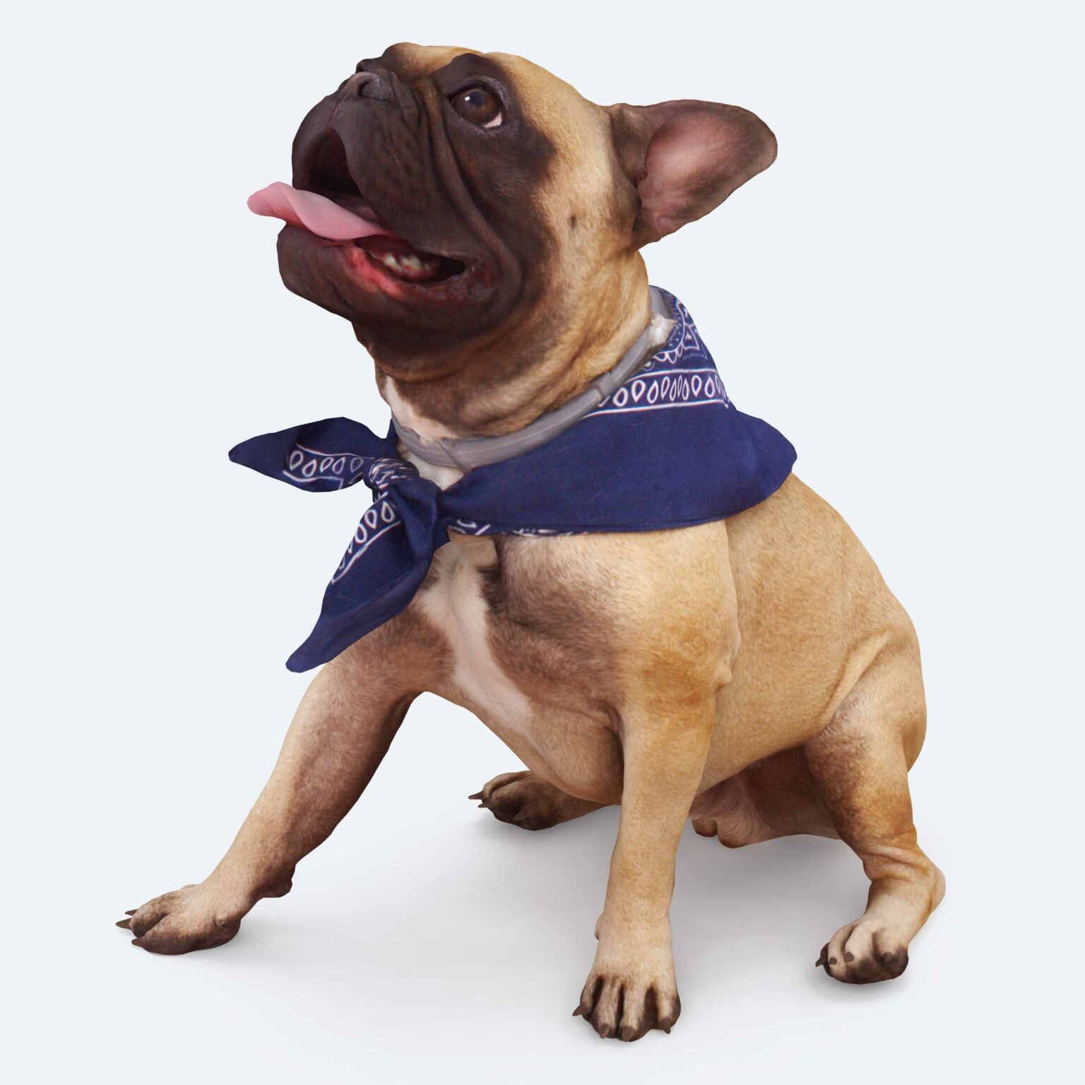 Pet 3D Model - Renderbot - 3D Animals