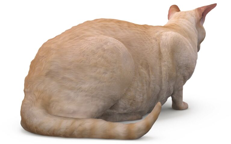 Sphinx sitting 3d model - by Renderbot LLC