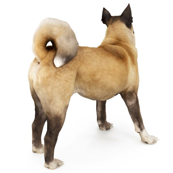 Akita dog 3D Model - by Renderbot LLC