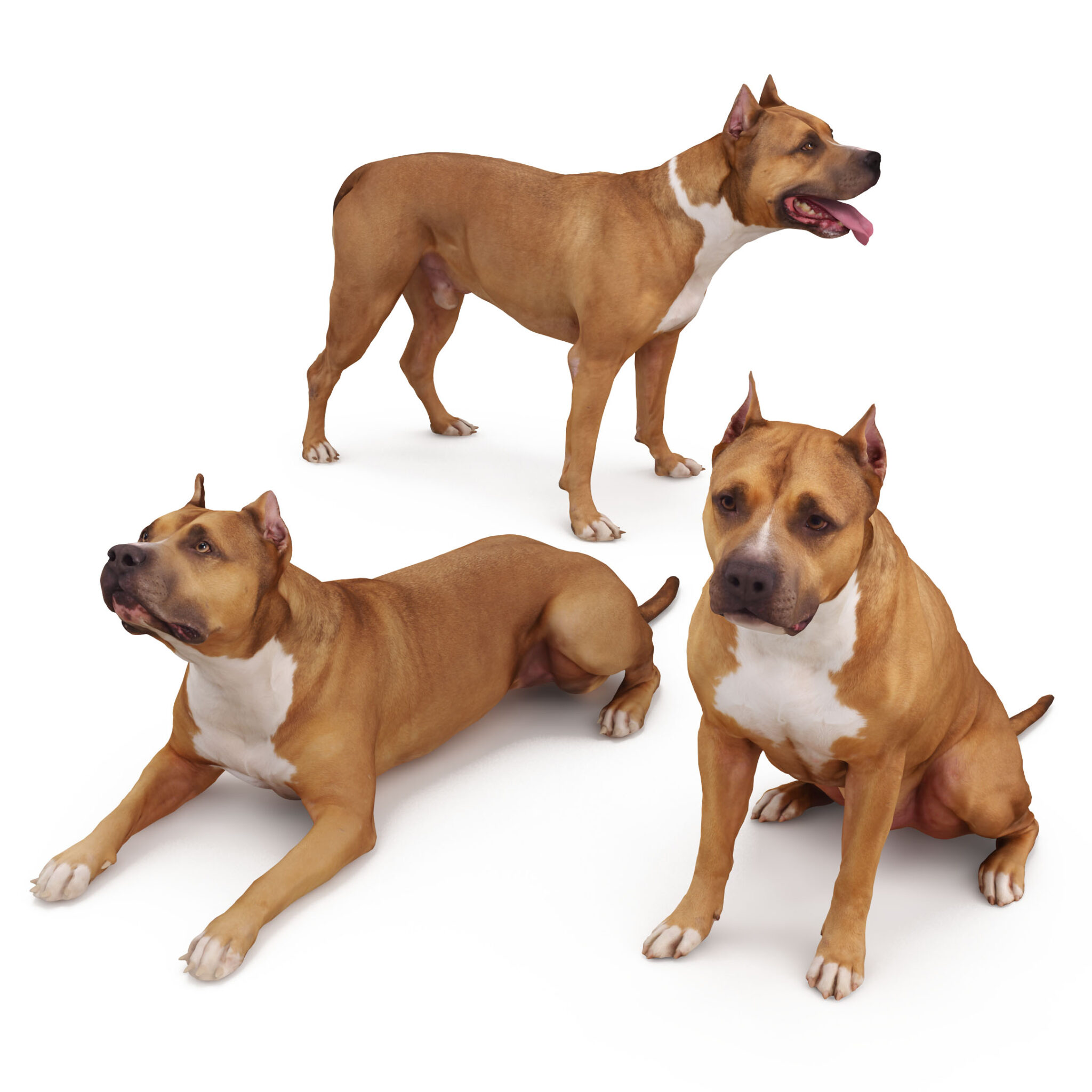 Staffordshire terrier sitting 3D Model - by Renderbot LLC