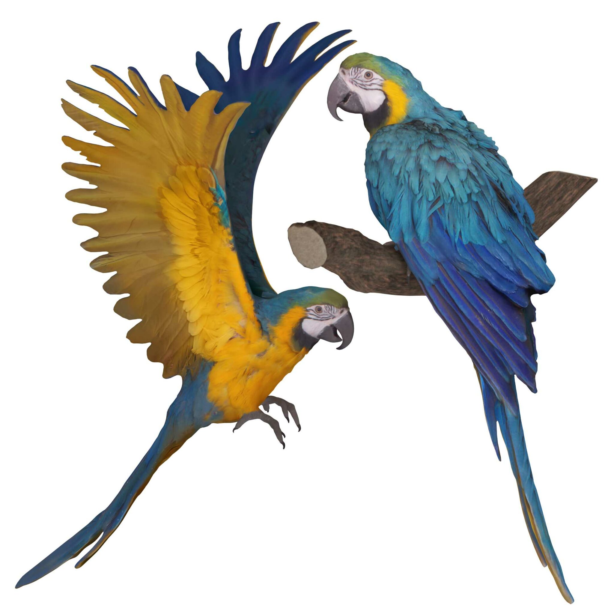 Ara macaw 3d bird collection 3d models - by Renderbot LLC
