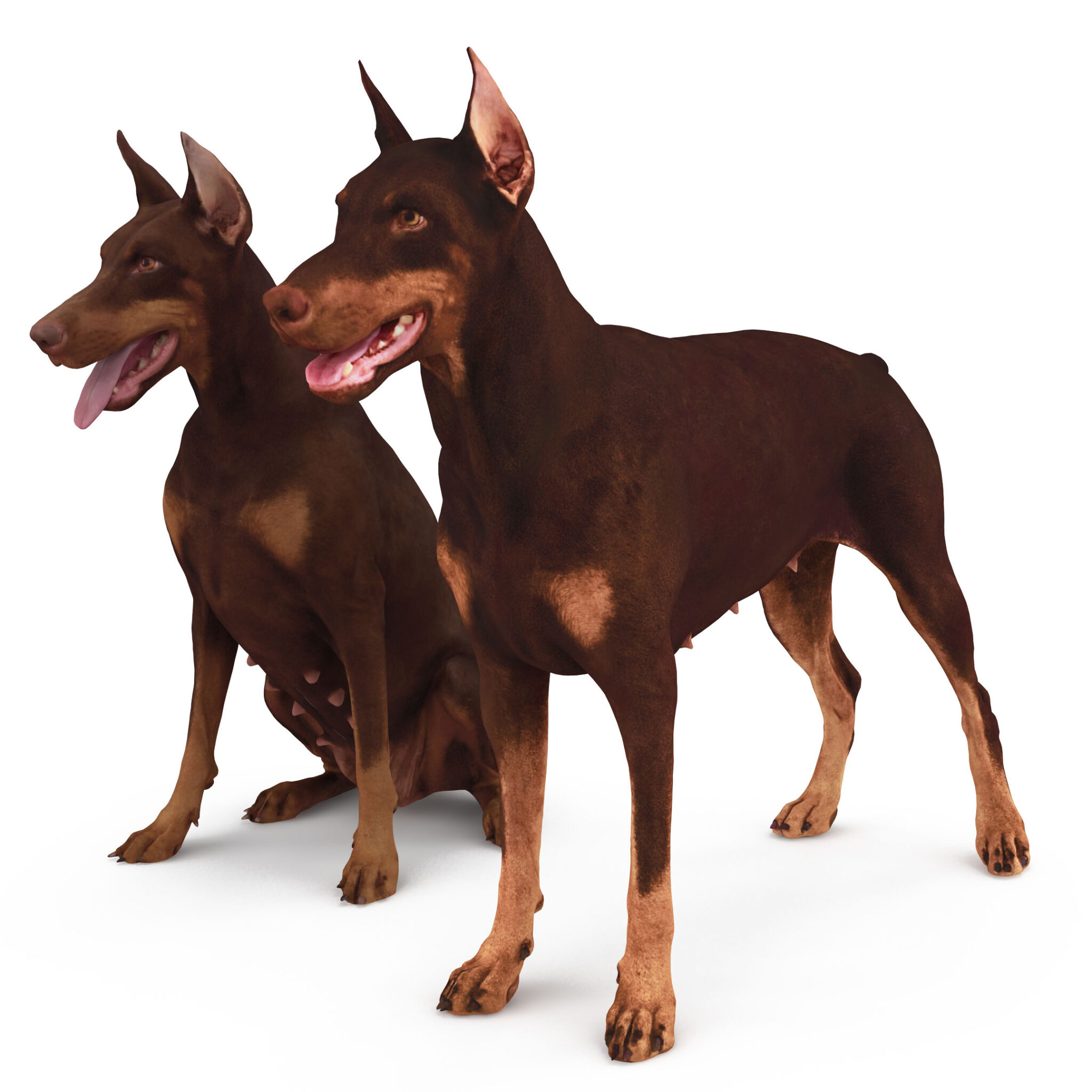 Doberman 3d dog collection x 3d models - Renderbot