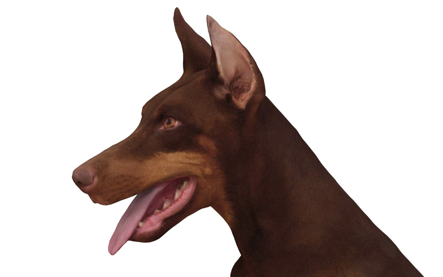 Doberman 3d dog collection x 3d models - Renderbot