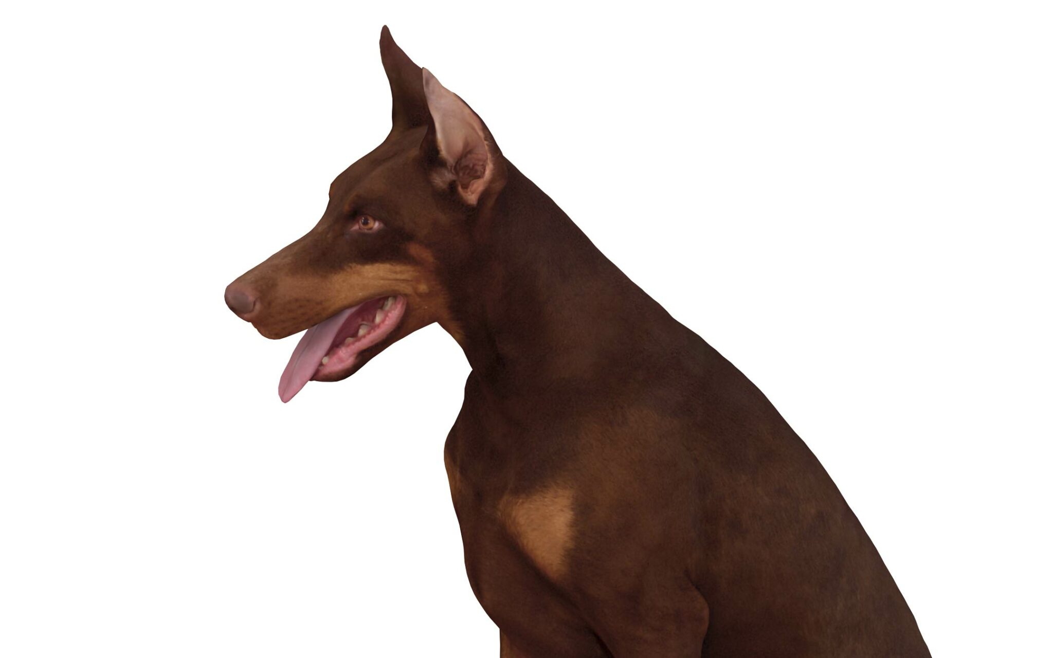 Doberman 3d dog collection x 3d models - Renderbot