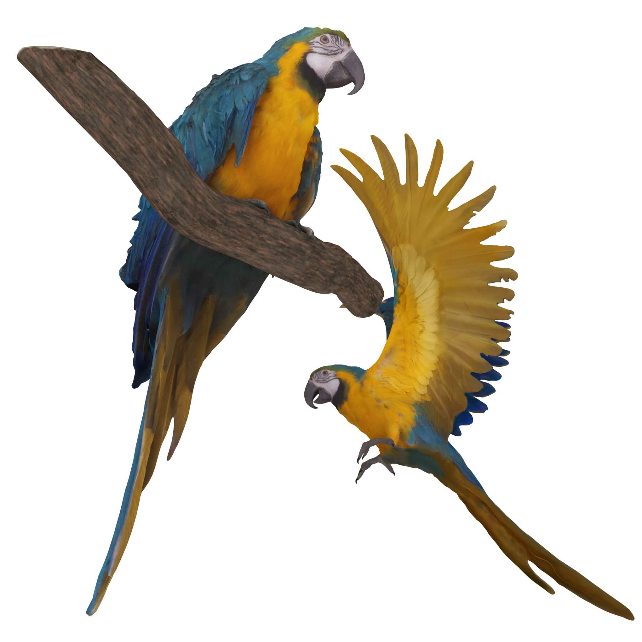 Ara macaw 3d bird collection 3d models - by Renderbot LLC
