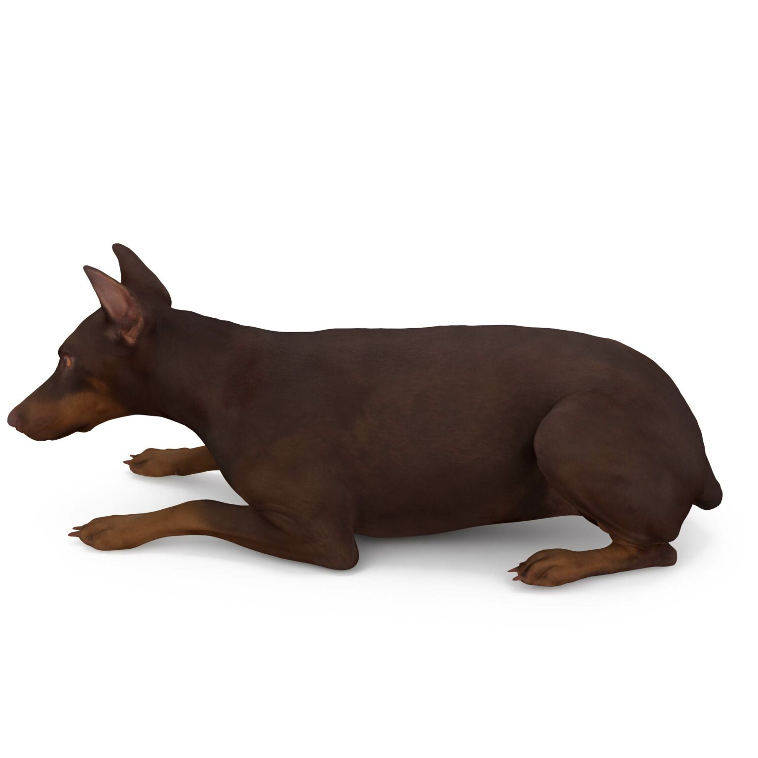 3d dogs - lying colletion - scanned 3d models - Renderbot