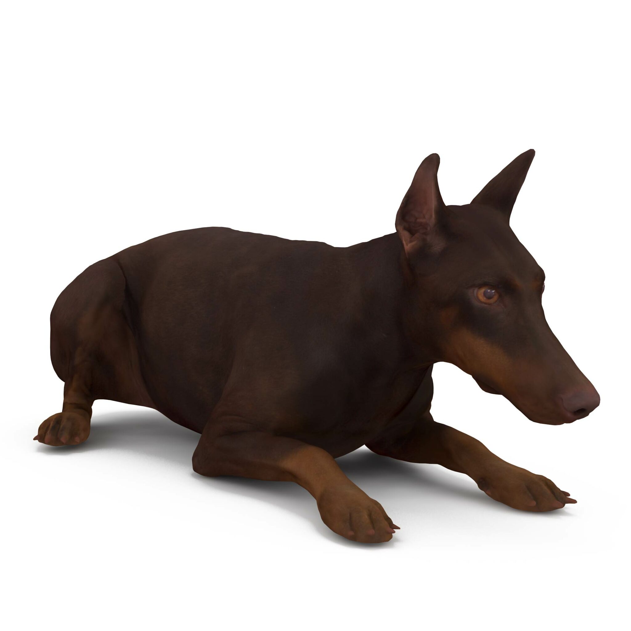 3d dogs - lying colletion - scanned 3d models - Renderbot
