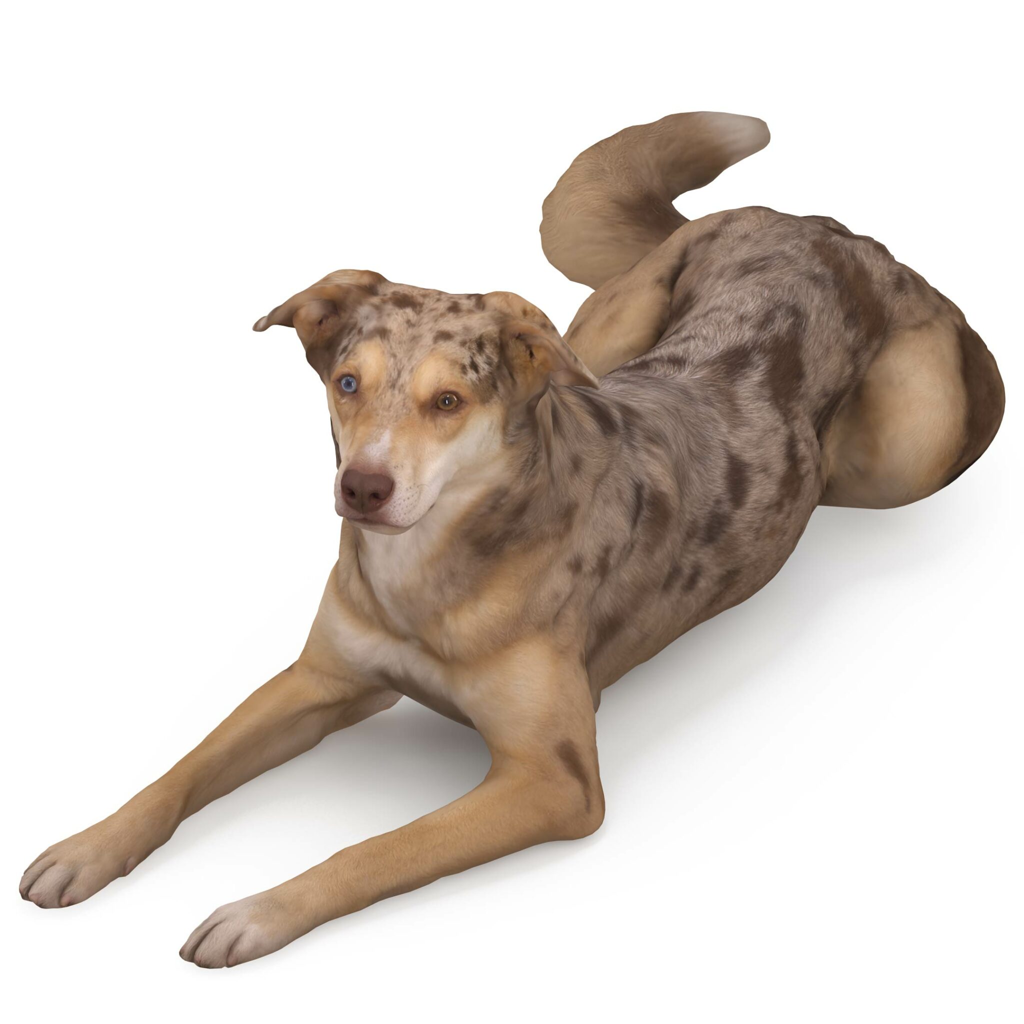 3d dog collection x16 scanned 3d models - Renderbot