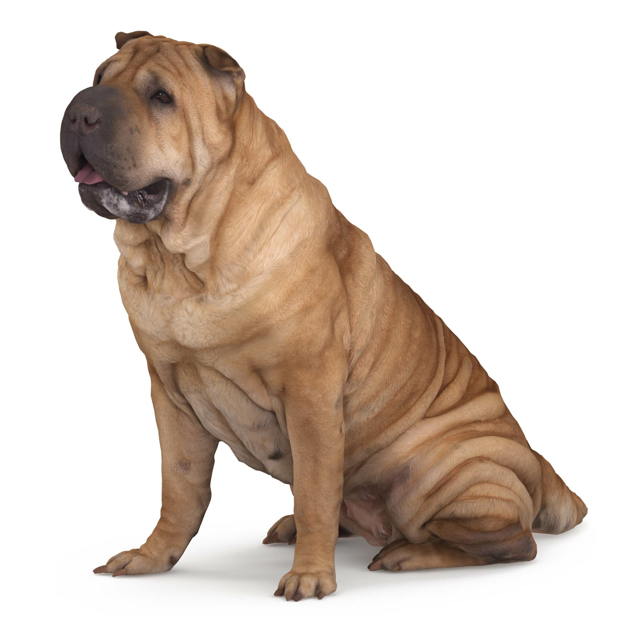 Shar pei dog 3d sitting scanned 3d model - Renderbot