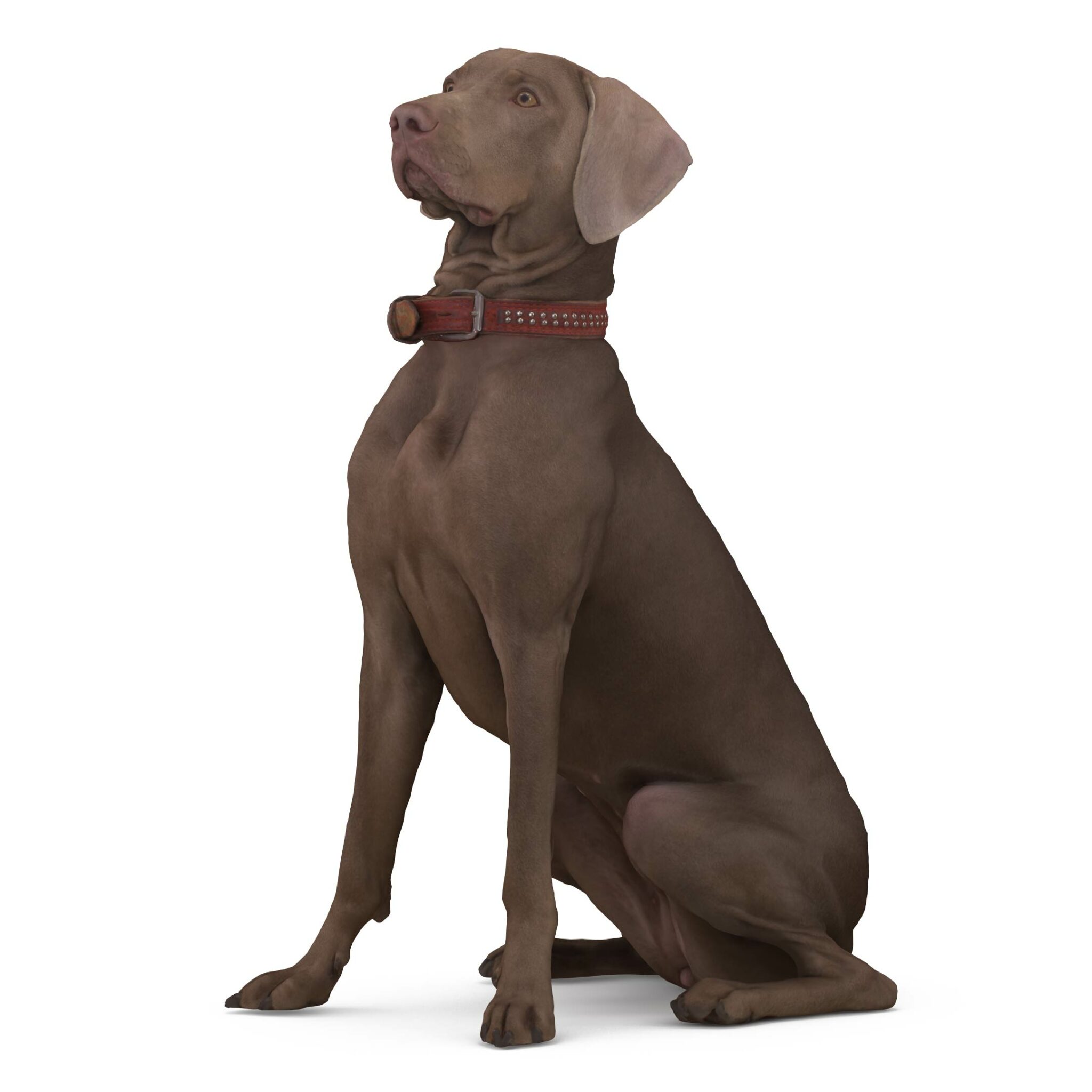 3d dog collection x16 scanned 3d models - Renderbot