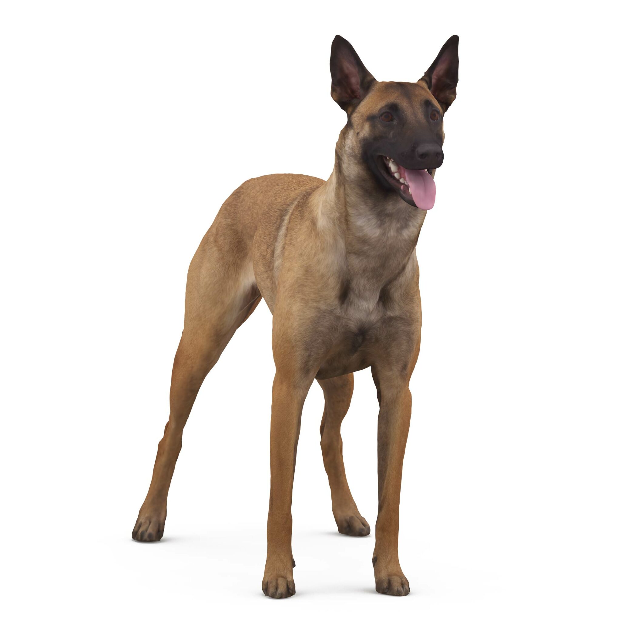 Malinois 3d dog scanned 3d model - Renderbot