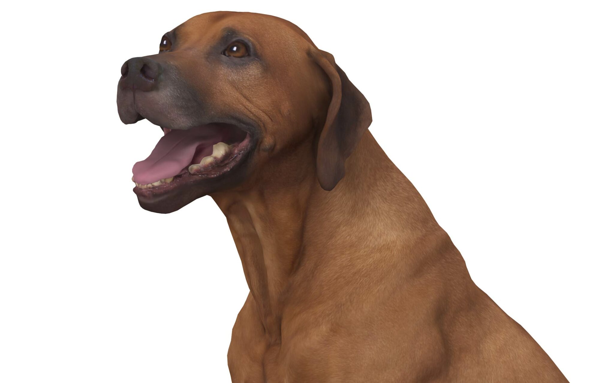 Ridgeback 3d dog sitting scanned 3d model - Renderbot