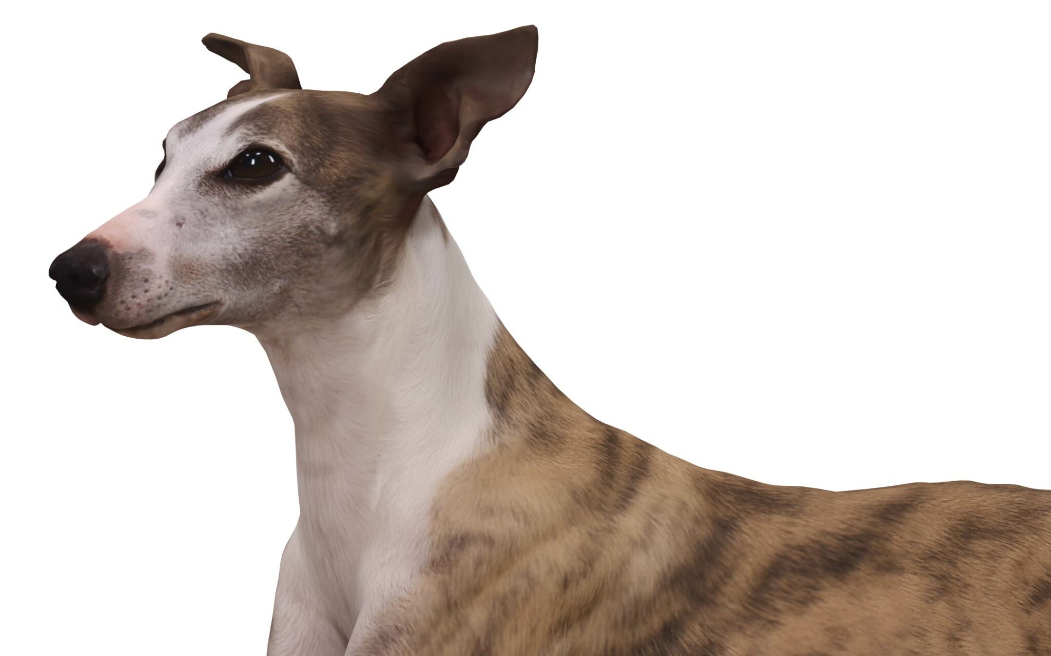Whippet 3d dog lying scanned 3d model - Renderbot