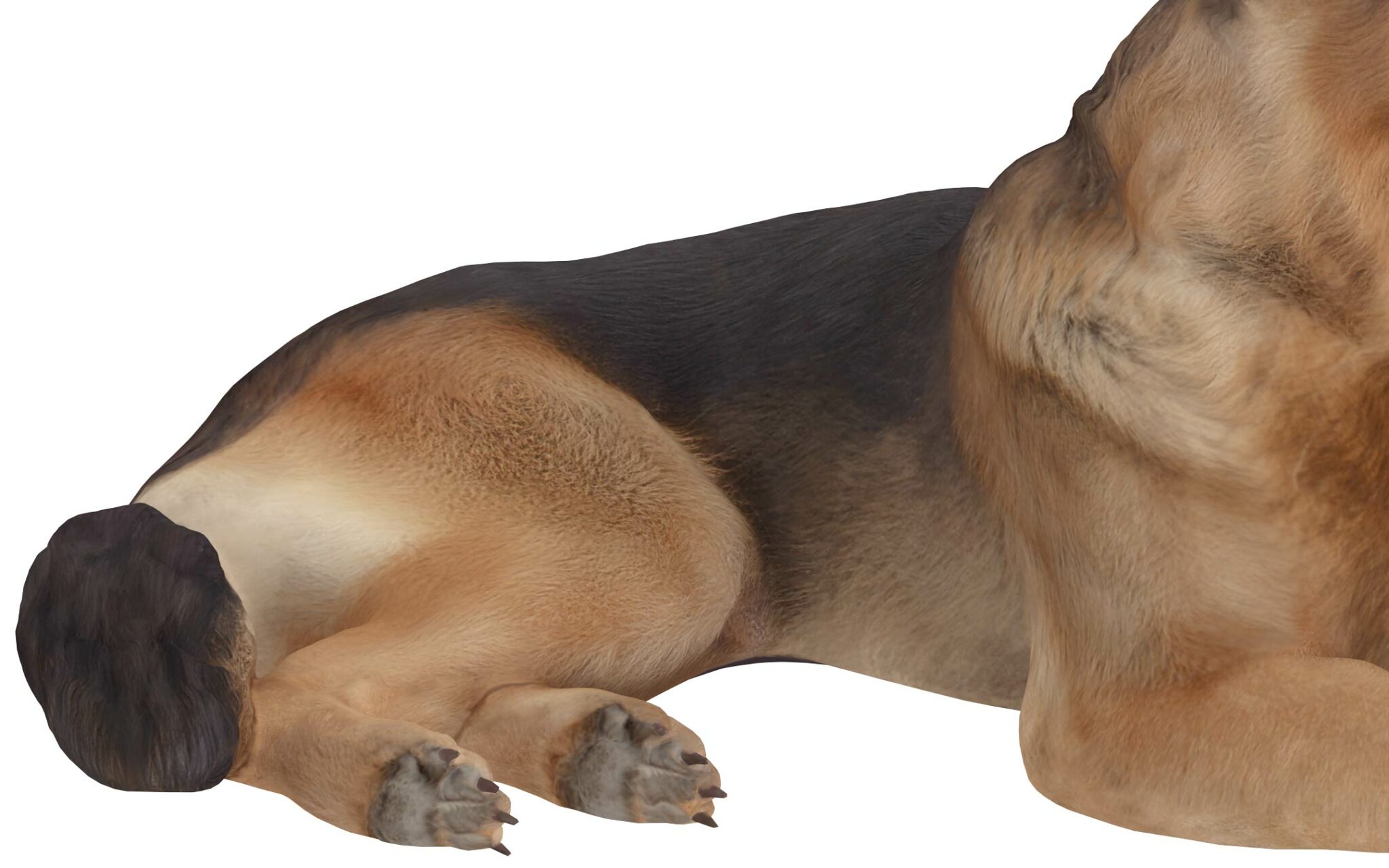 Sheepdog lying 3d dog scanned 3d model - Renderbot