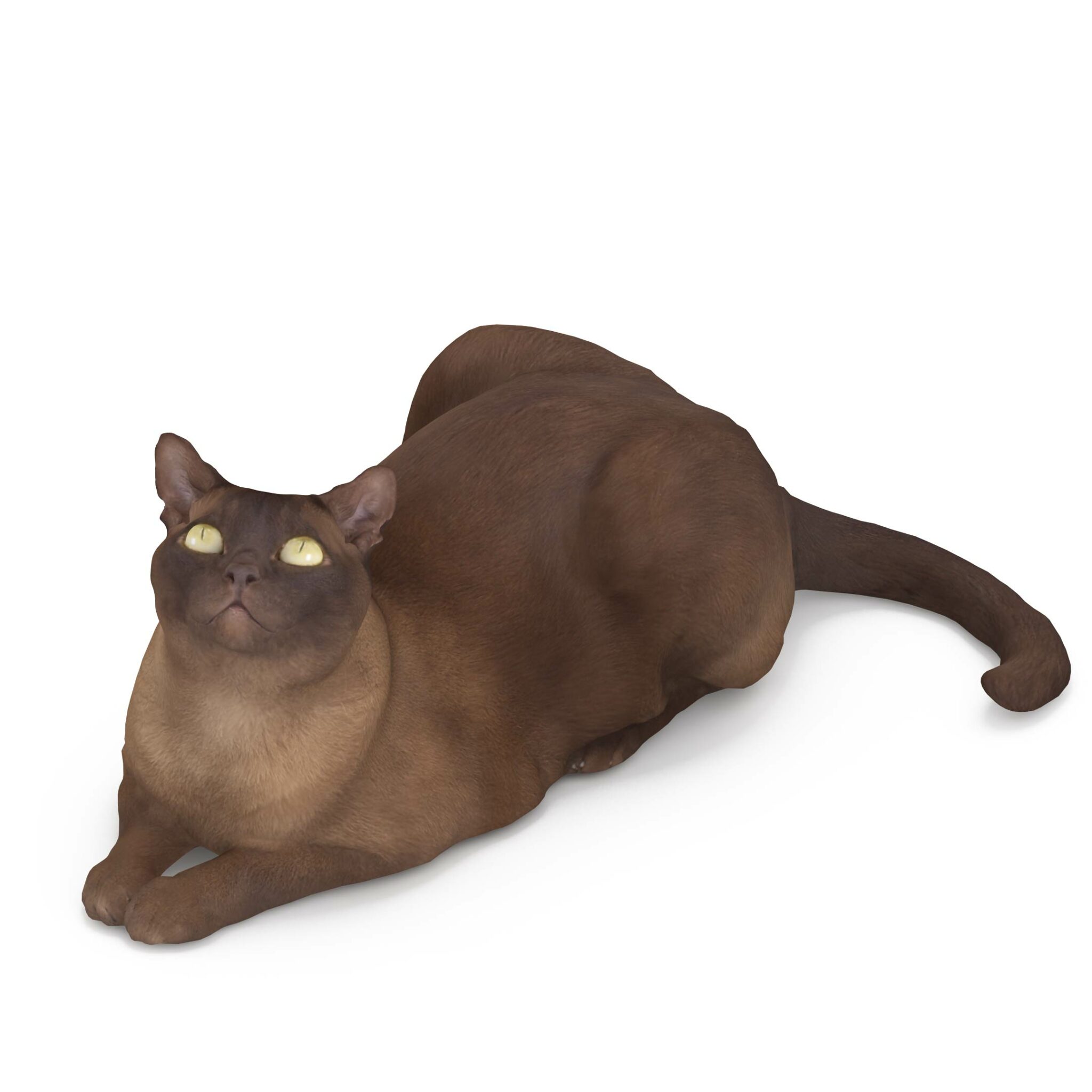 Cat 3D Models - Renderbot 3D Animals