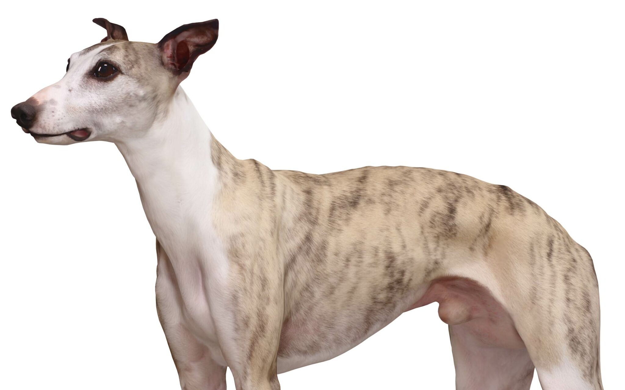 Whippet dog 3d model - scanned 3d model - Renderbot