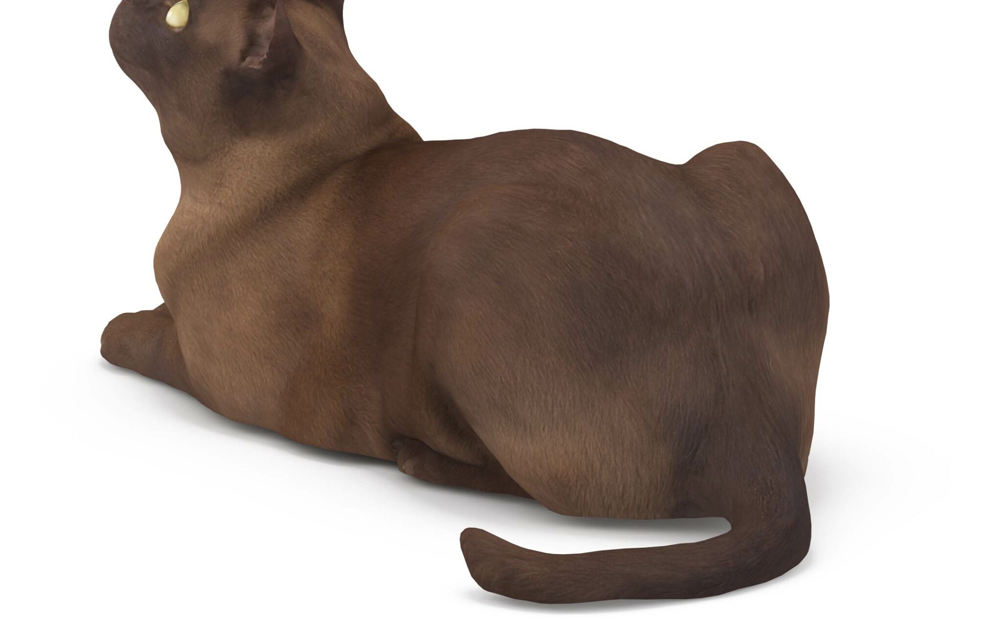 Abyssinian 3d scanned cat - scanned 3d model - Renderbot