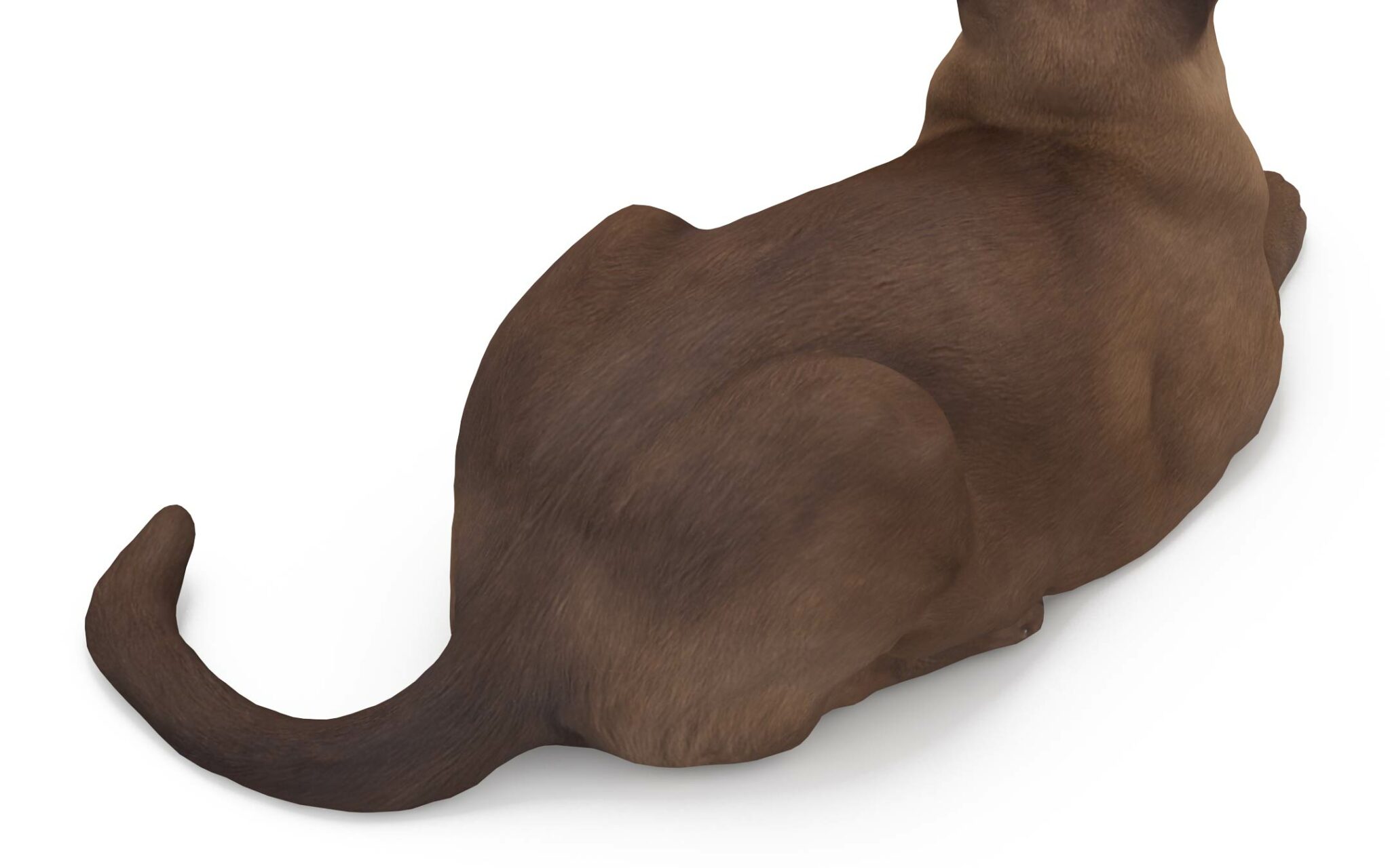 Abyssinian 3d scanned cat - scanned 3d model - Renderbot