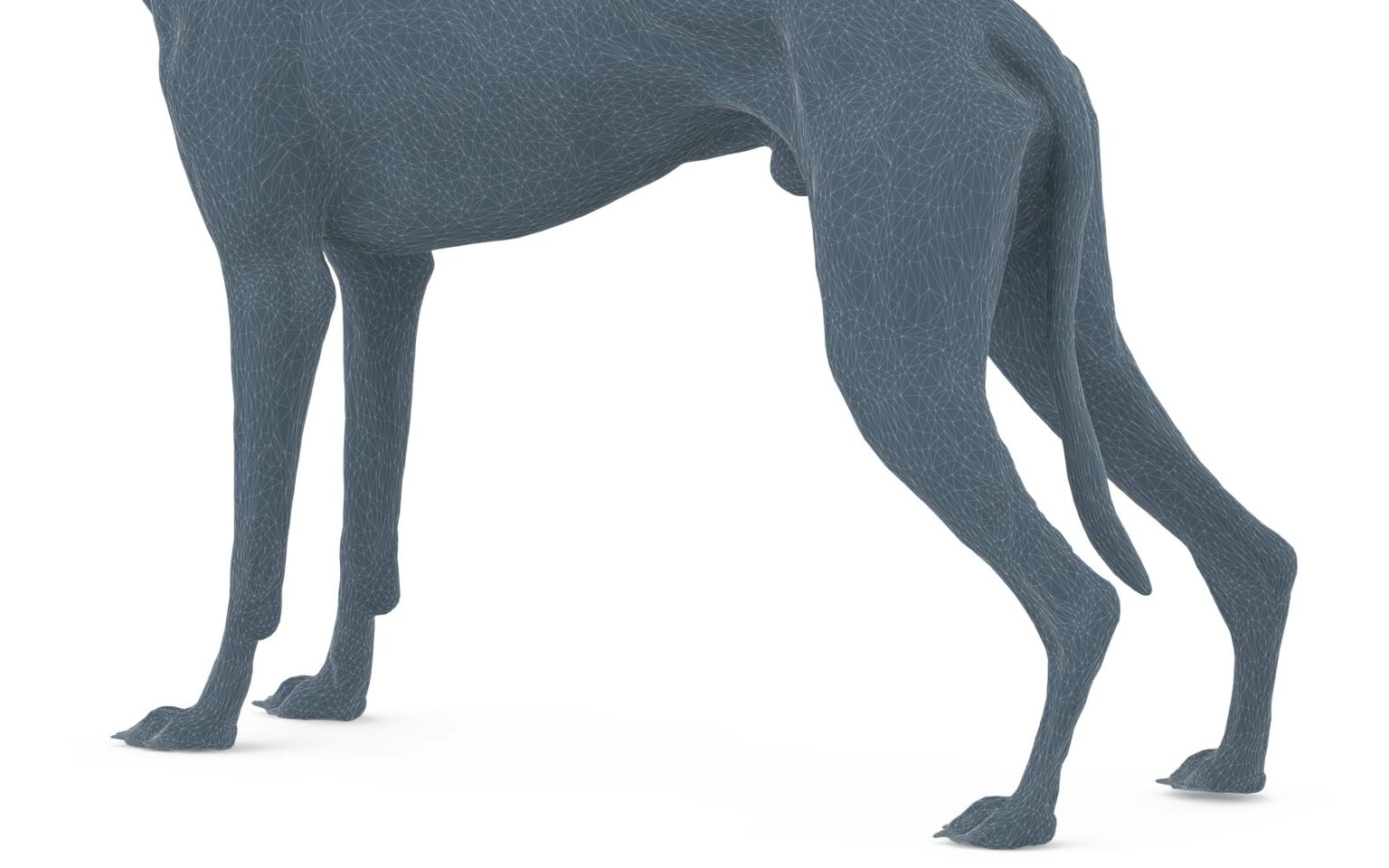 Whippet dog 3d model - scanned 3d model - Renderbot