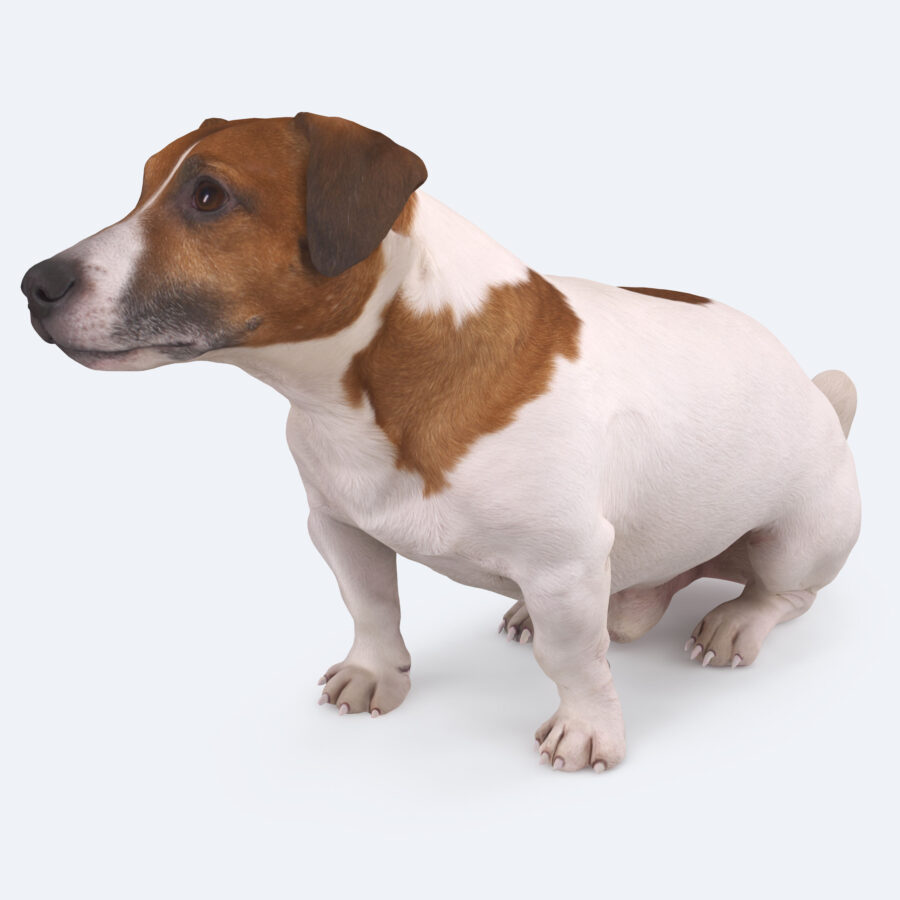 Jack russell 3D Models - Renderbot - 3D Dogs