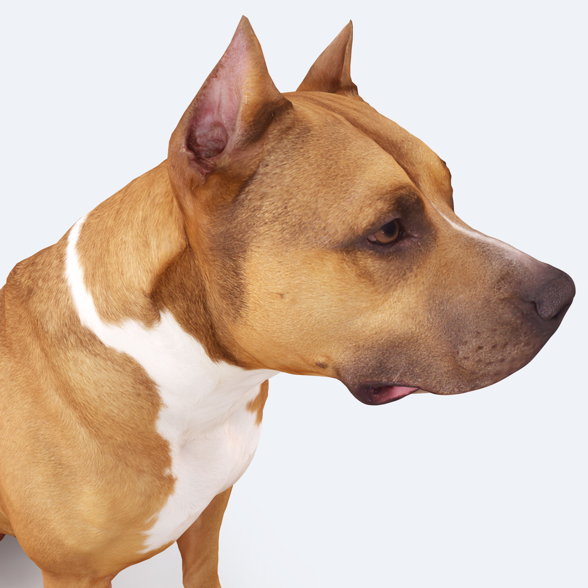 Staffordshire 3D Model - Renderbot - 3D Dogs