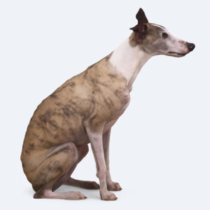 Whippet 3D Model - Renderbot - 3D Dogs