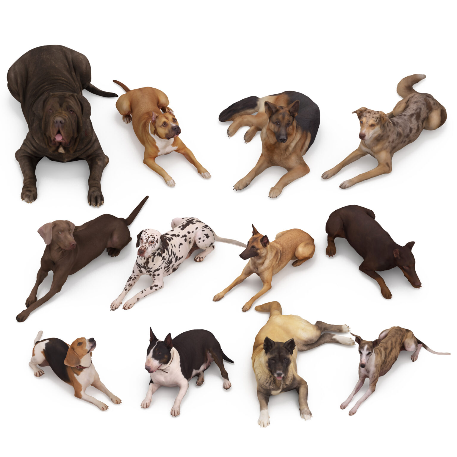 3d dogs - lying colletion - scanned 3d models - Renderbot