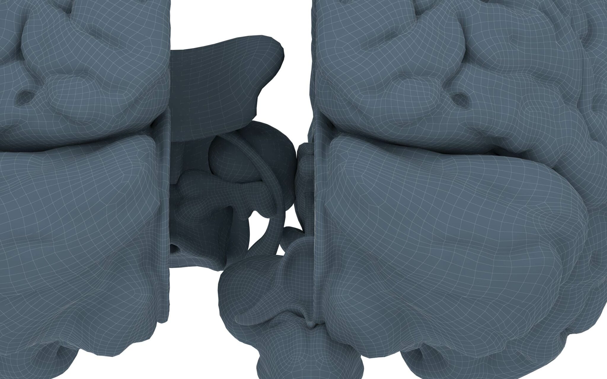 Brain 3d model - human anatomy system - Renderbot