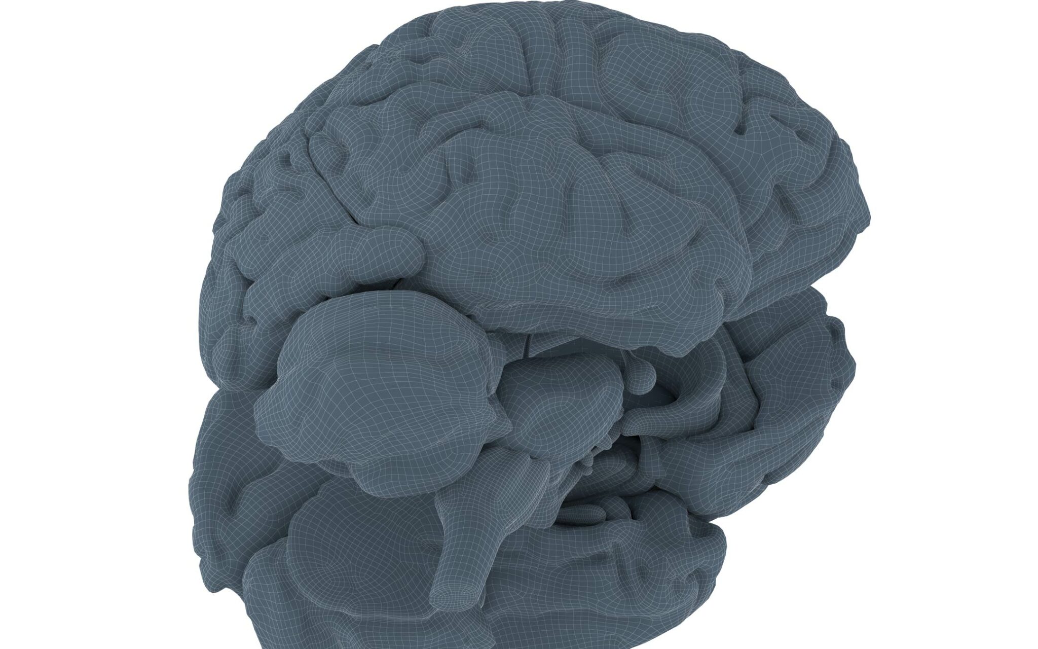 Brain 3d model - human anatomy system - Renderbot
