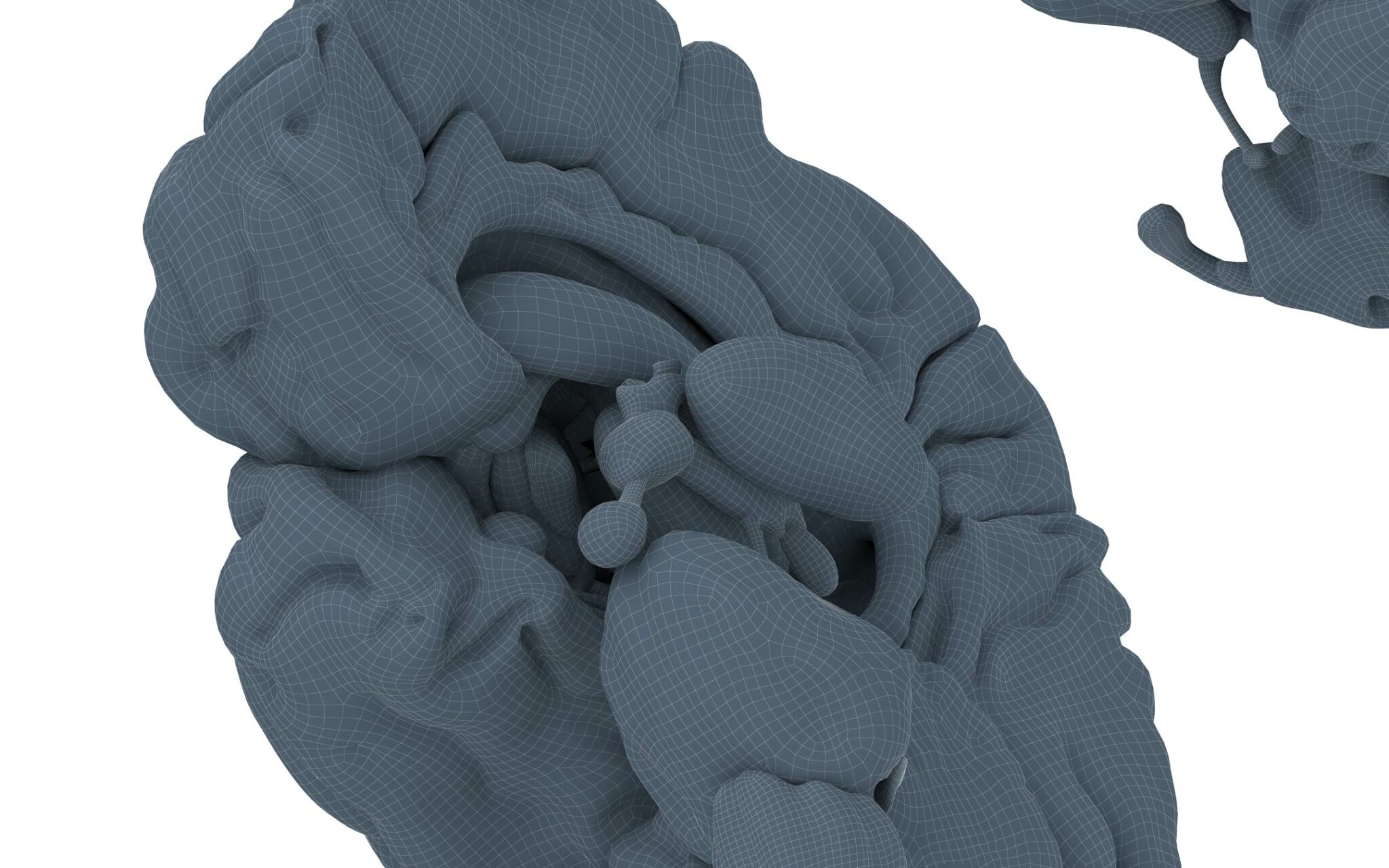 Brain 3d model - human anatomy system - Renderbot